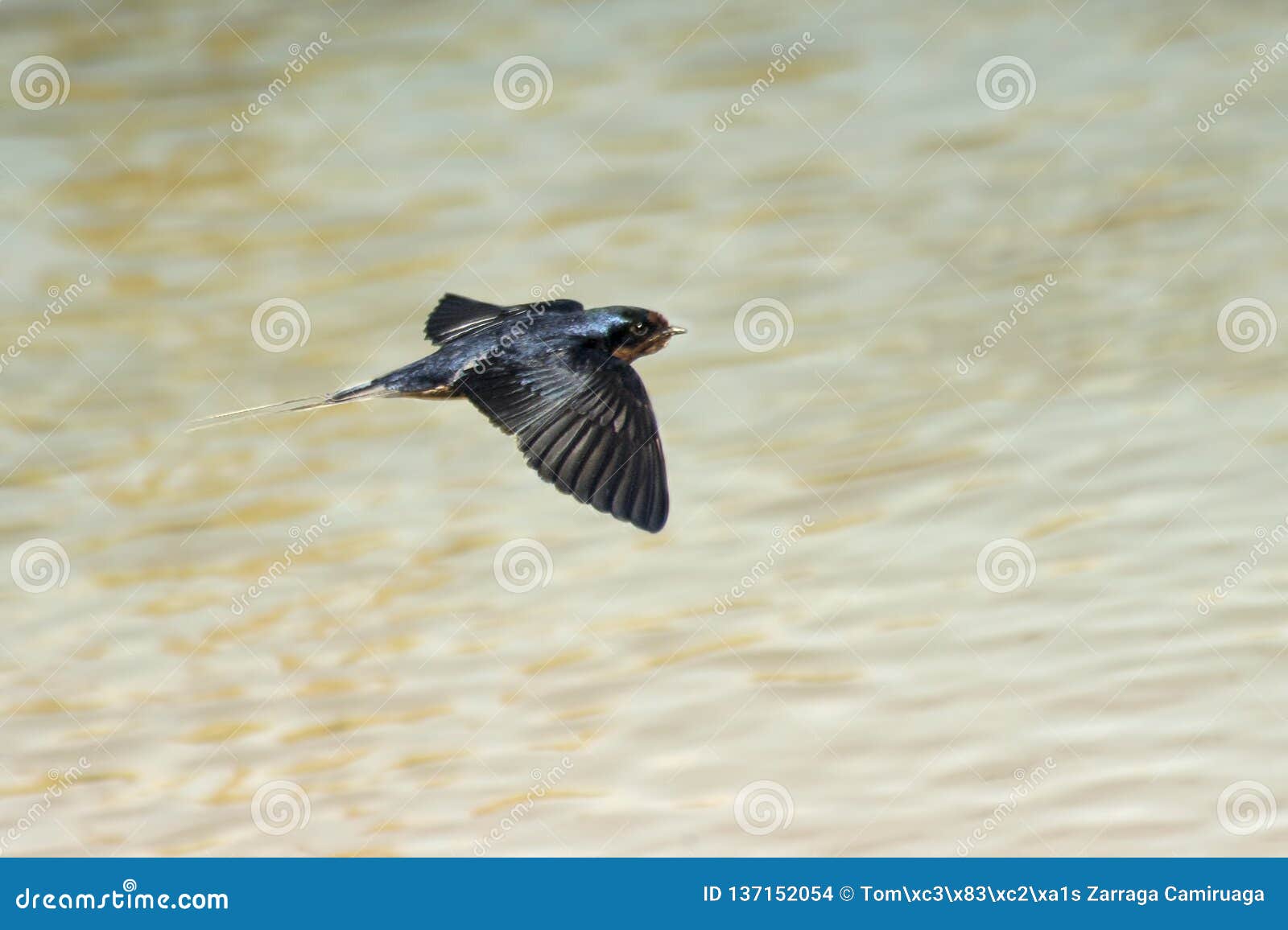 Common Swallow Flying on the Lake Stock Photo - Image of lagoon, lake ...