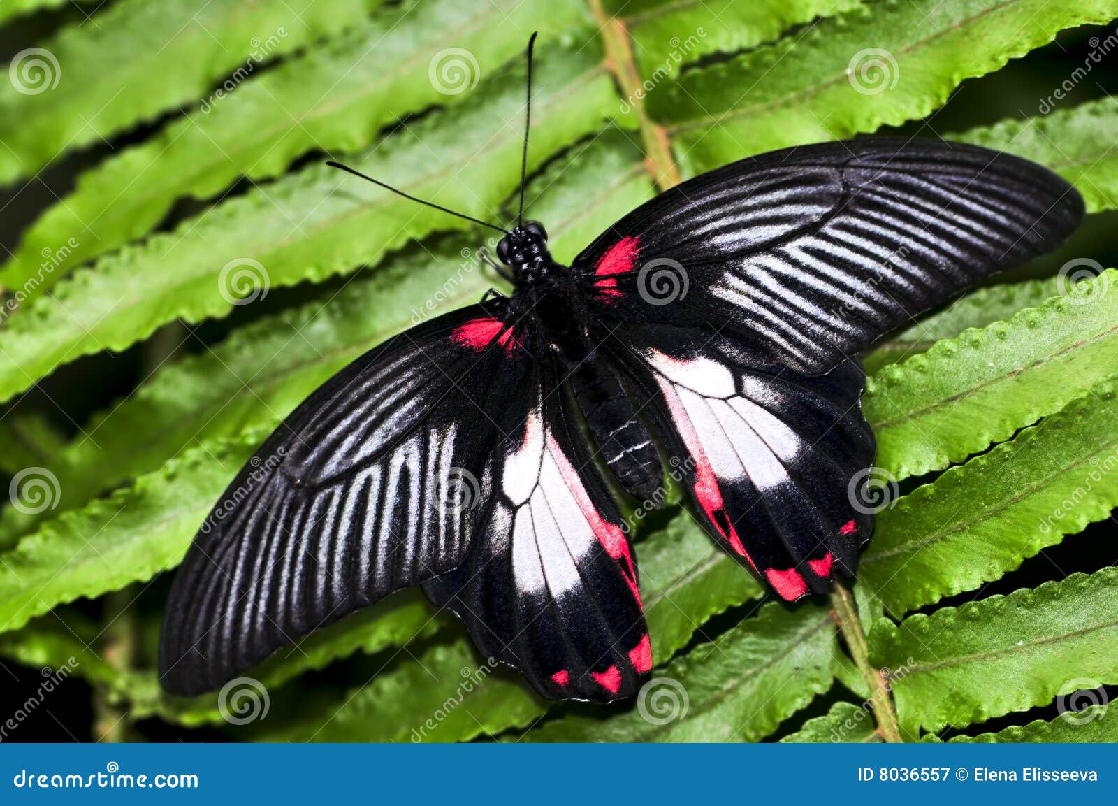 Common Swallowtail Butterfly Stock Image - Image of butterfly, insect ...