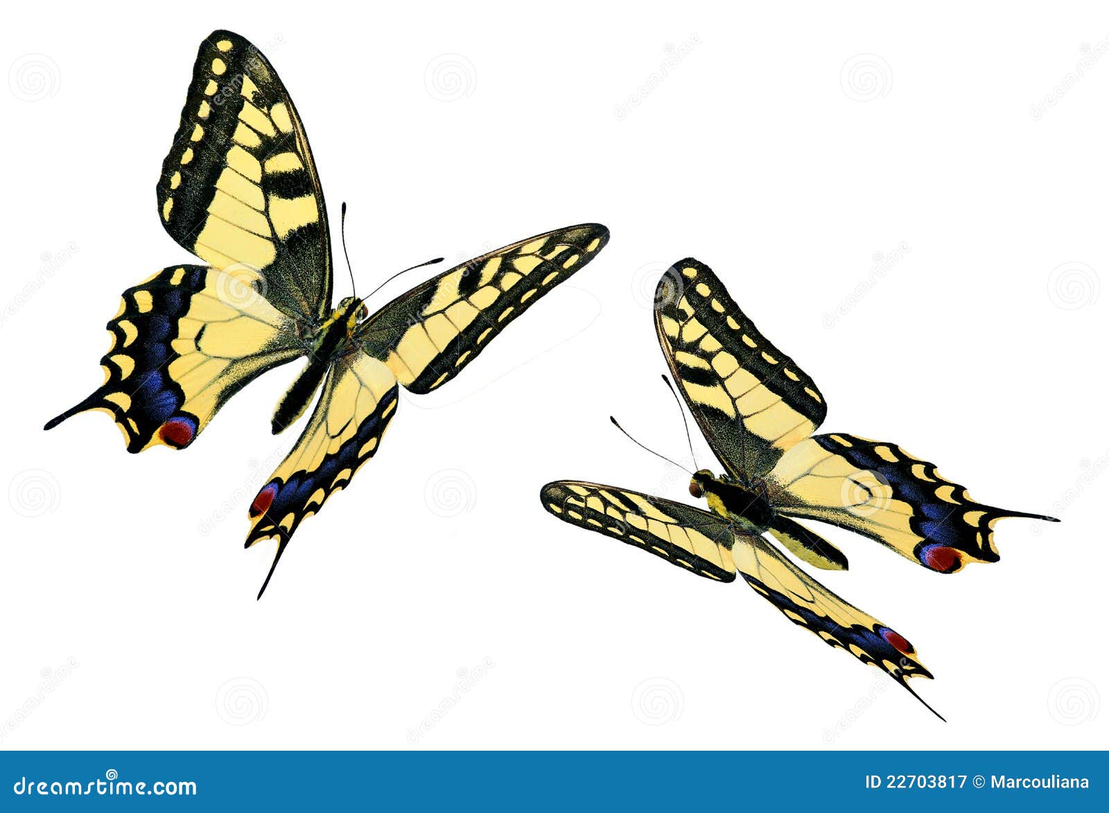 Common Swallowtail (Papilio Machaon) in Flight Stock Image - Image of ...