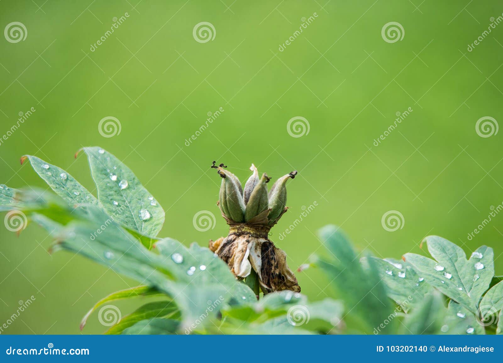 Common Sweetshrub with Raindrops Stock Photo - Image of droplets ...