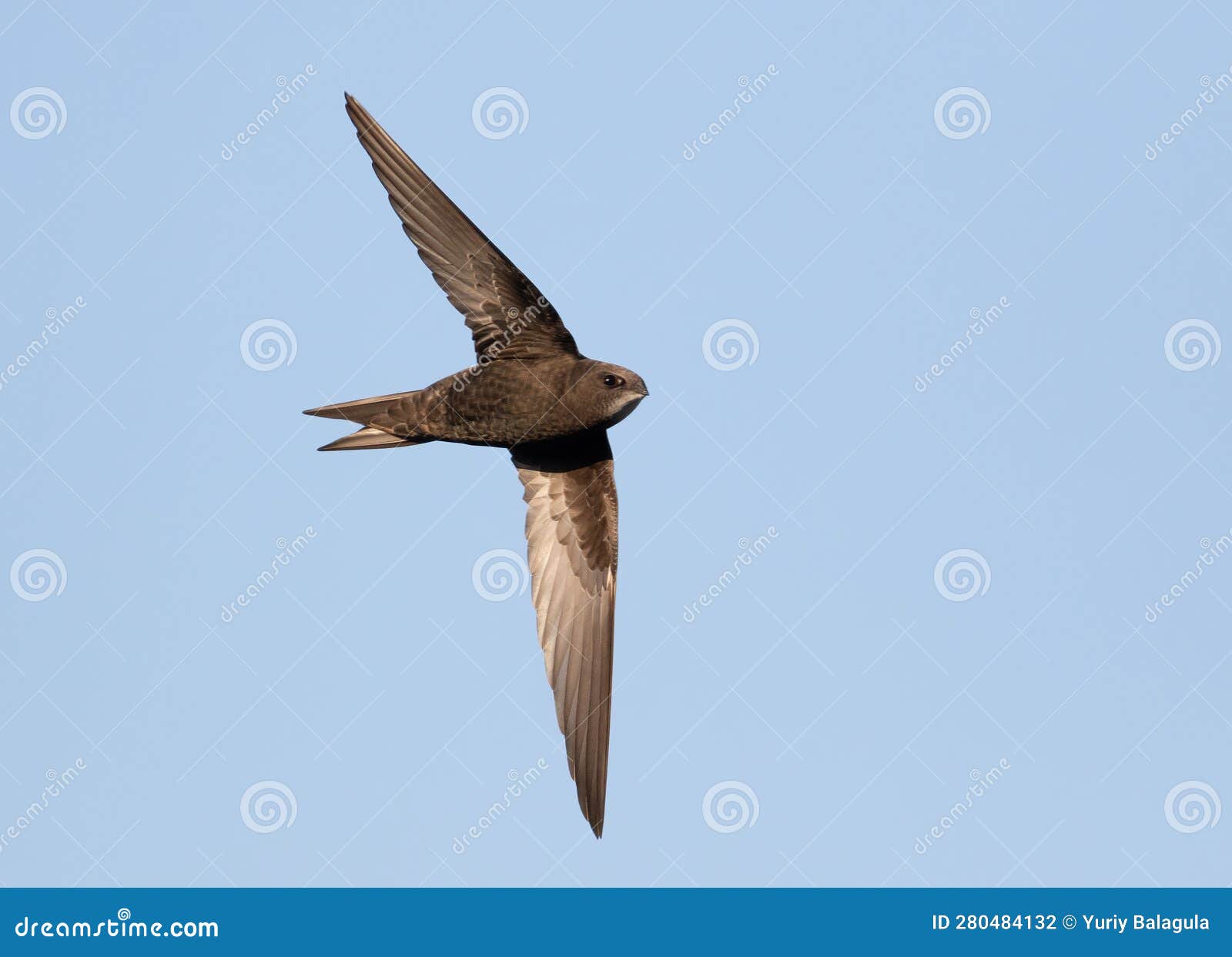 Common Swift, Apus Apus. a Bird Flies Against a Blue Sky Stock Photo ...