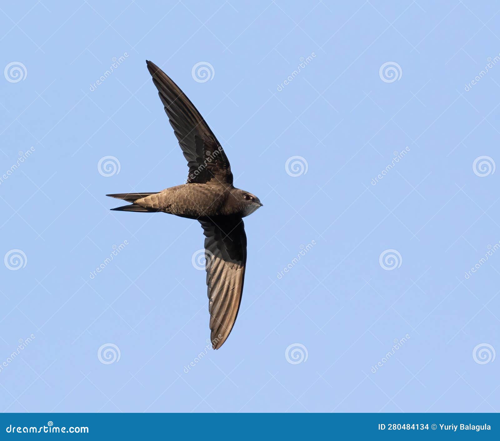 Common Swift, Apus Apus. a Bird Flies Against a Blue Sky Stock Photo ...