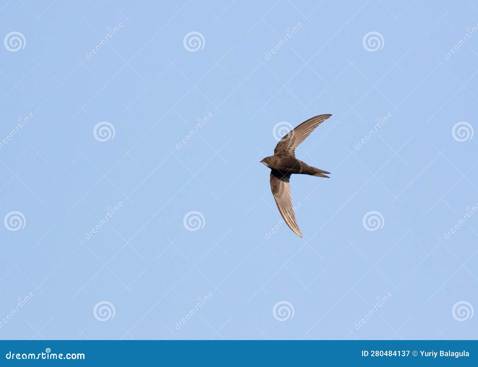Common Swift, Apus Apus. a Bird Flies Against a Blue Sky Stock Image ...