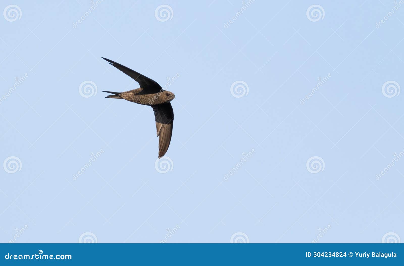Common Swift, Apus Apus. a Bird Flies Against a Blue Sky Stock Photo ...
