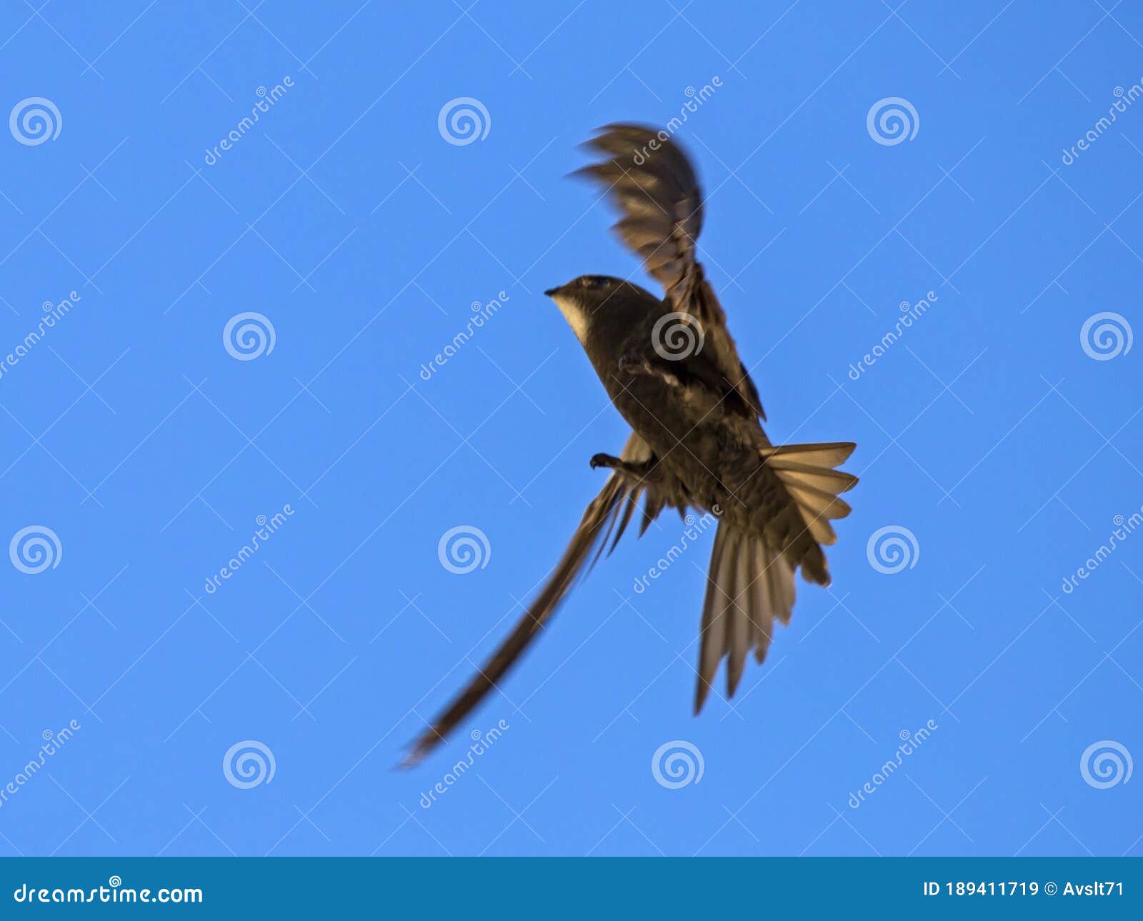 Common Swift Apus apus. stock image. Image of boomerang - 189411719
