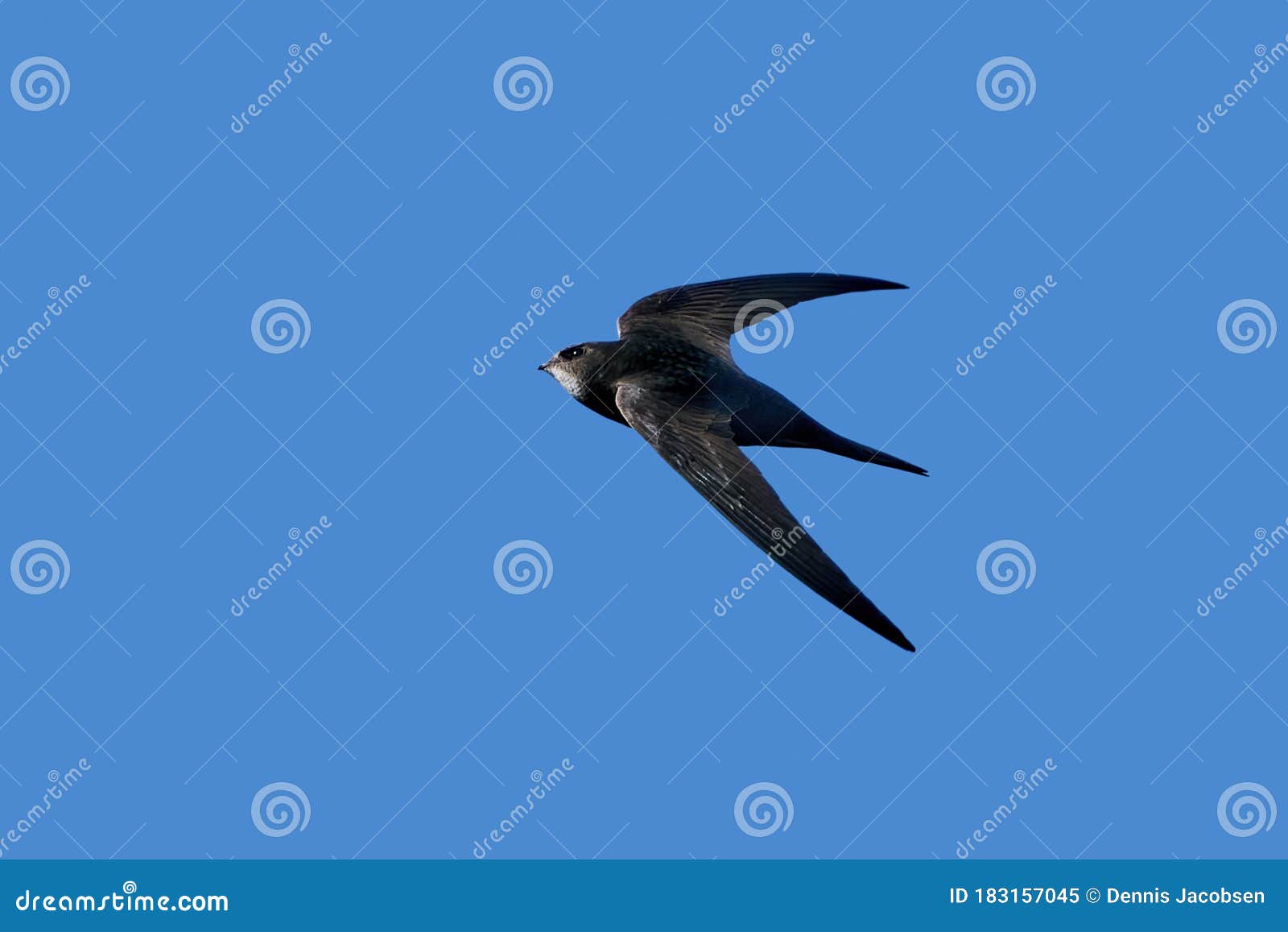 Common swift Apus apus stock image. Image of flying - 183157045