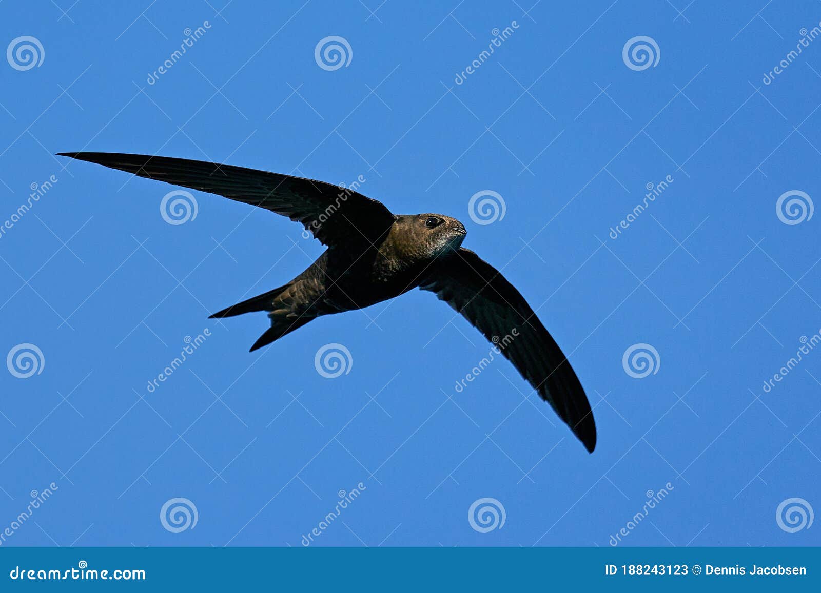 Common swift Apus apus stock image. Image of denmark - 188243123