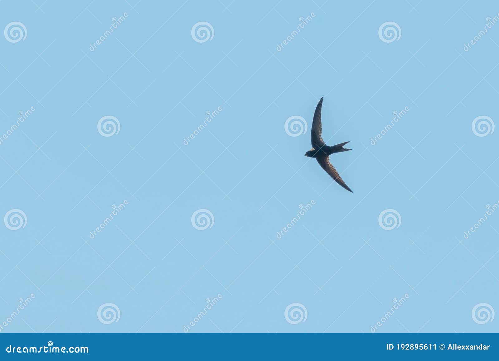 Common Swift Apus Apus in Flight Blue Sky Stock Image - Image of animal ...