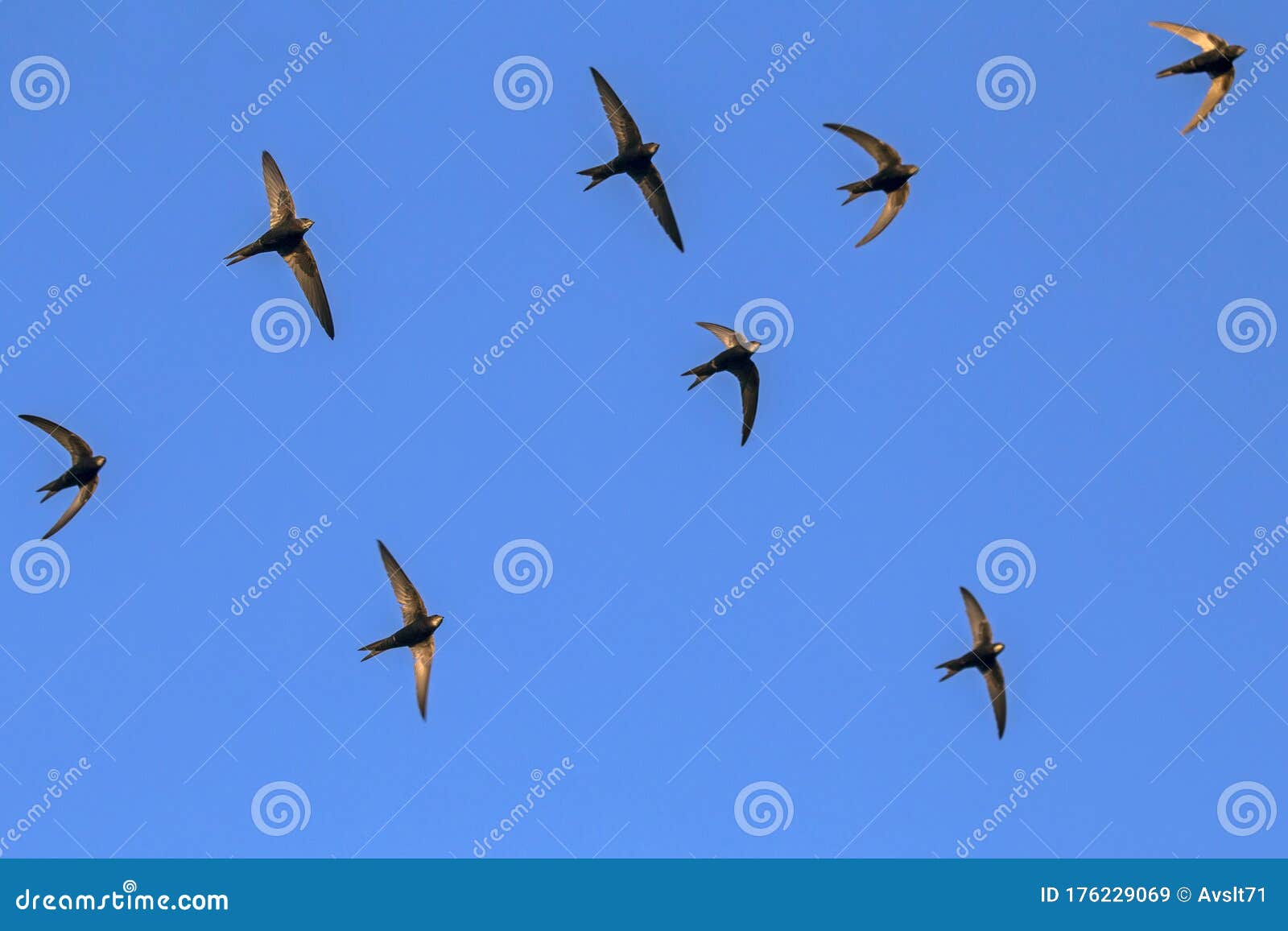 Common Swift Apus apus. stock image. Image of black - 176229069