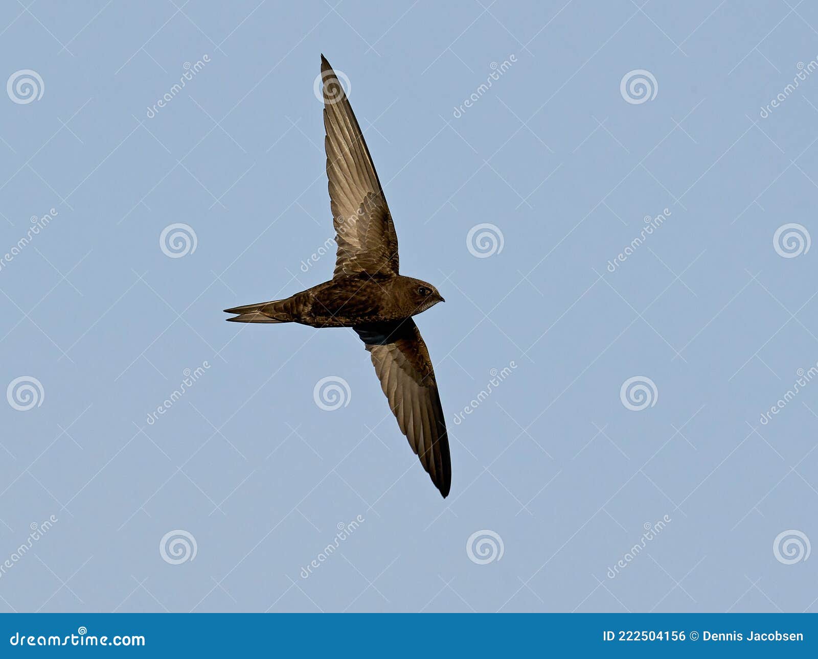 Common swift Apus apus stock photo. Image of wildlife - 222504156