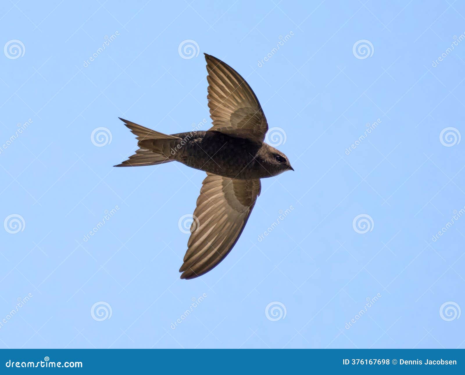 Common Swift Apus Apus. Stock Photography | CartoonDealer.com #173886104