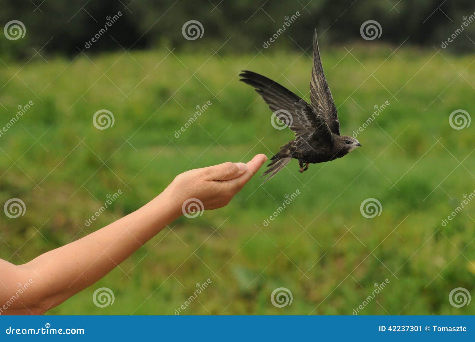 Common Swift Bird (Apus Apus) Stock Image - Image of head, freedom ...