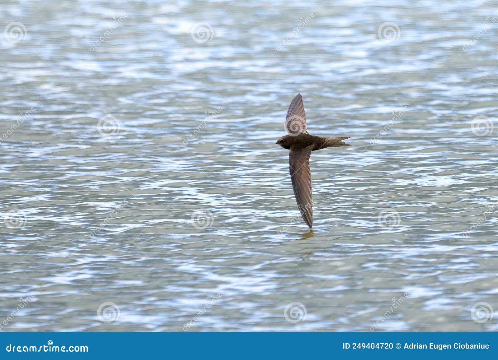 Common Swift Bird in Flight Above the Water Stock Photo - Image of bird ...