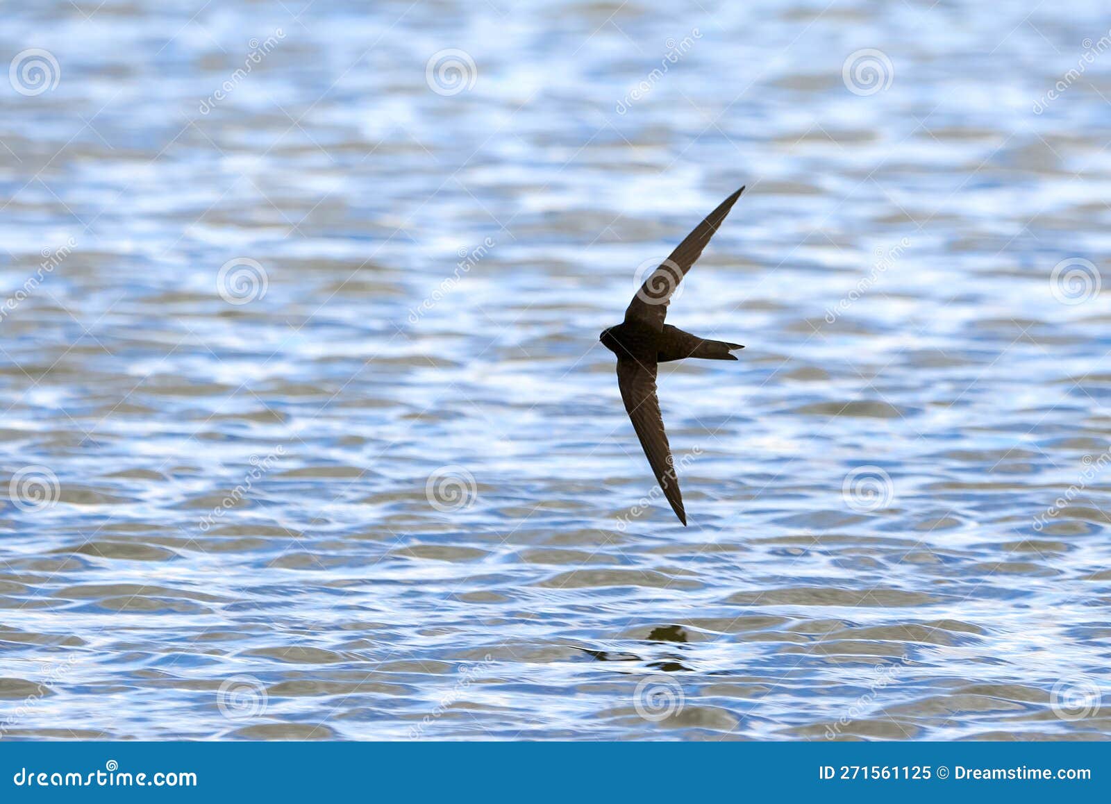 Common Swift Bird in Flight Above the Water Stock Image - Image of ...