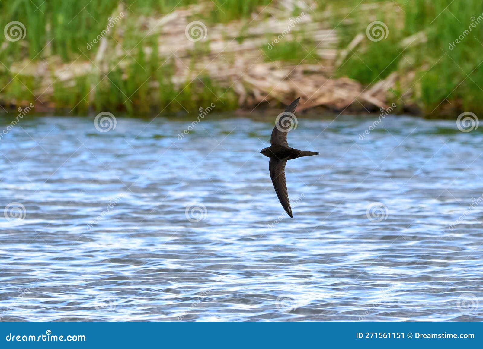 Common Swift Bird in Flight Above the Water Stock Image - Image of ...