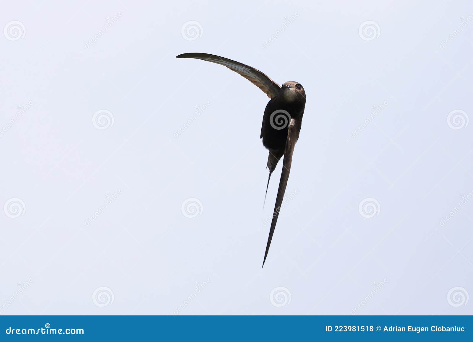 Common Swift Bird in Flight Stock Photo - Image of beak, europe: 223981518