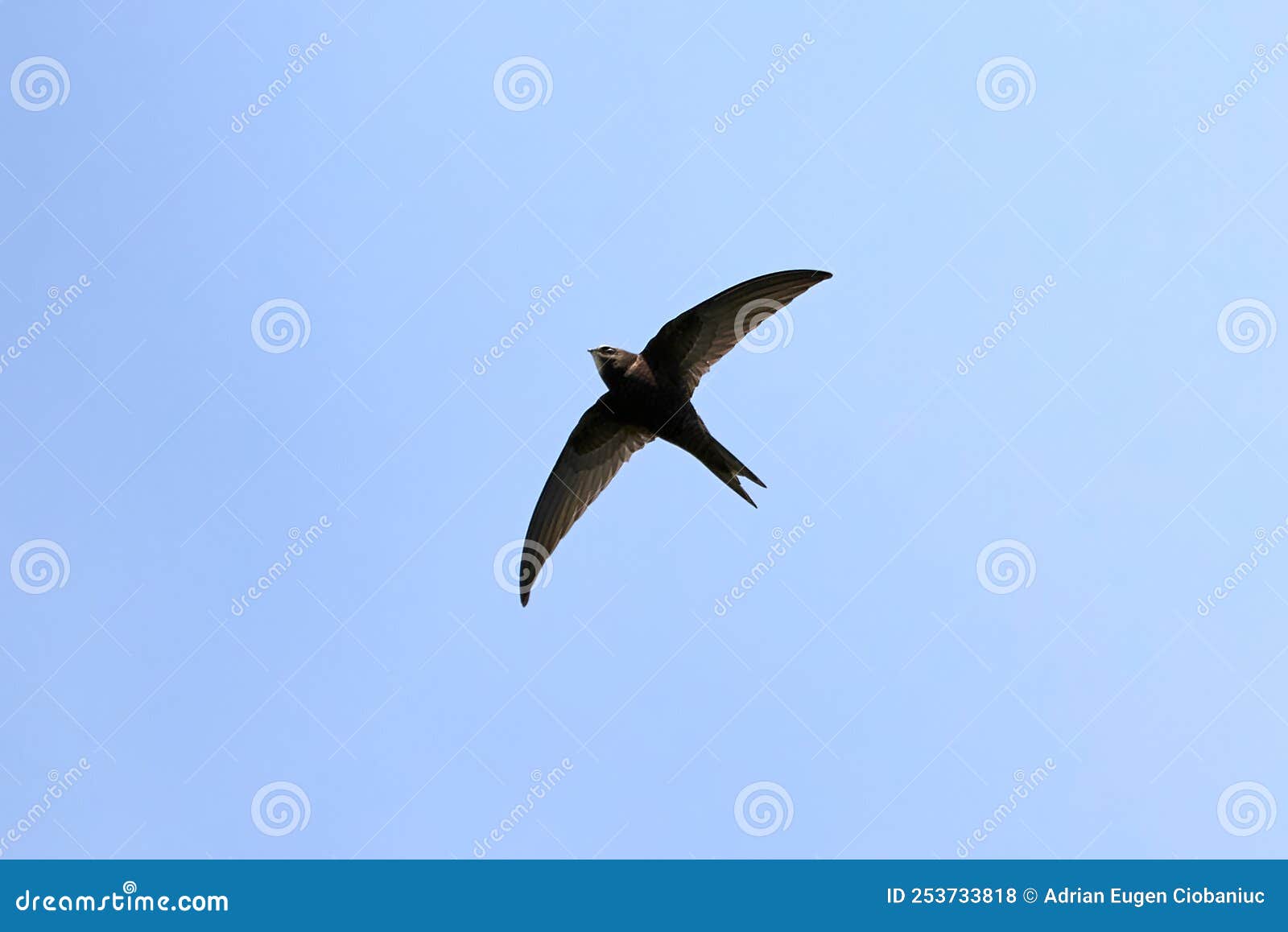 Common Swift Bird in Flight Stock Photo - Image of bird, apus: 253733818