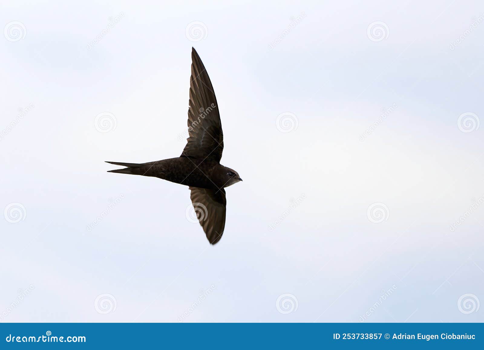 Common Swift Bird in Flight Stock Image - Image of fastest, hunting ...