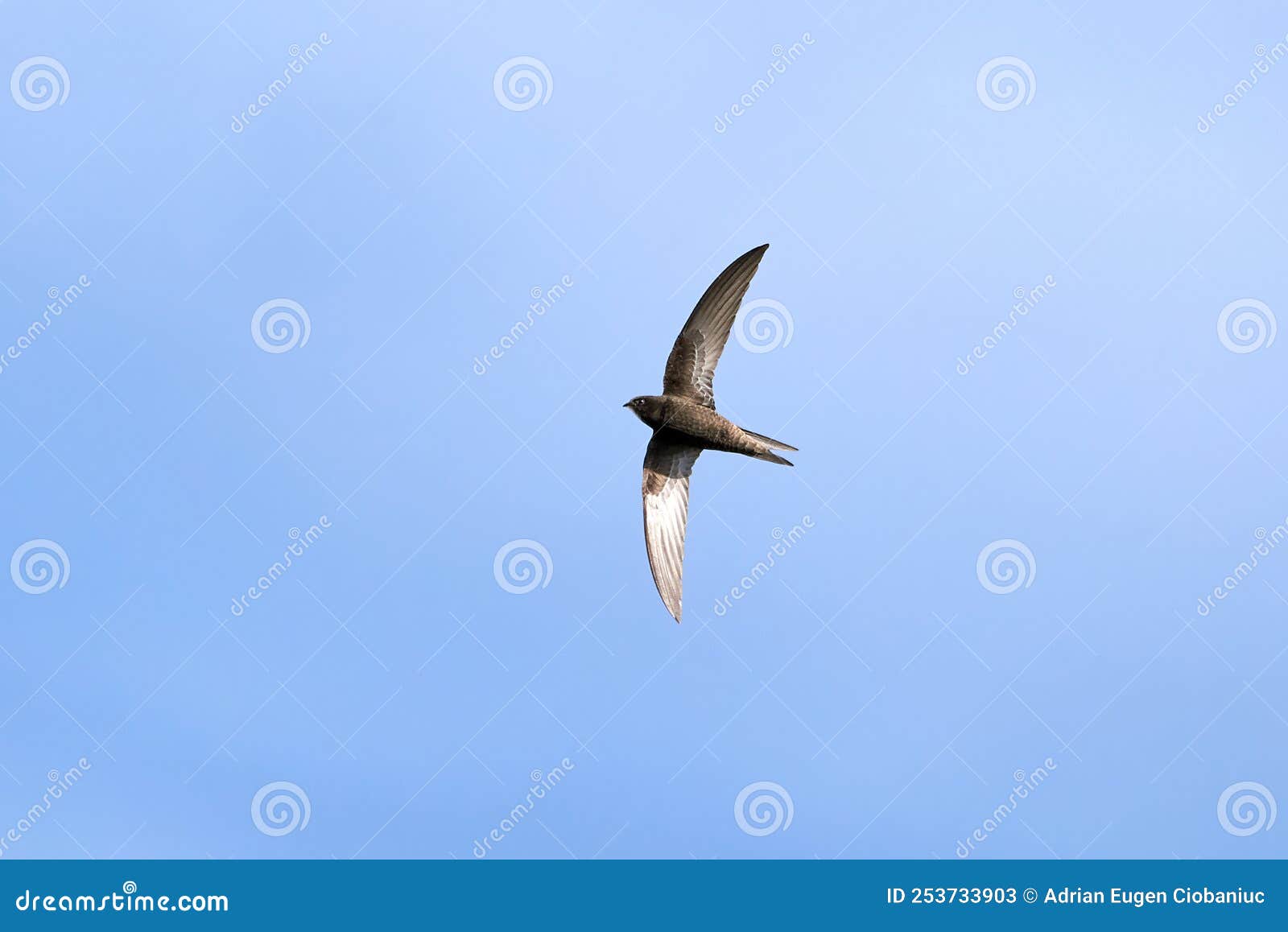 Common Swift Bird in Flight Stock Image - Image of black, bird: 253733903
