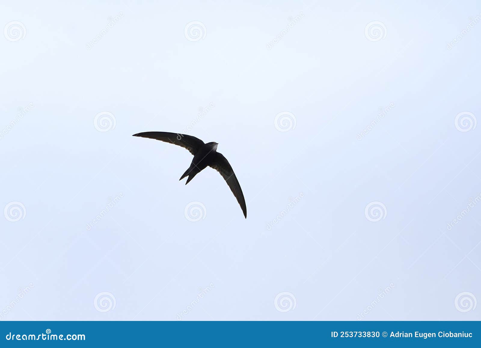 Common Swift Bird in Flight Stock Photo - Image of ornithology ...