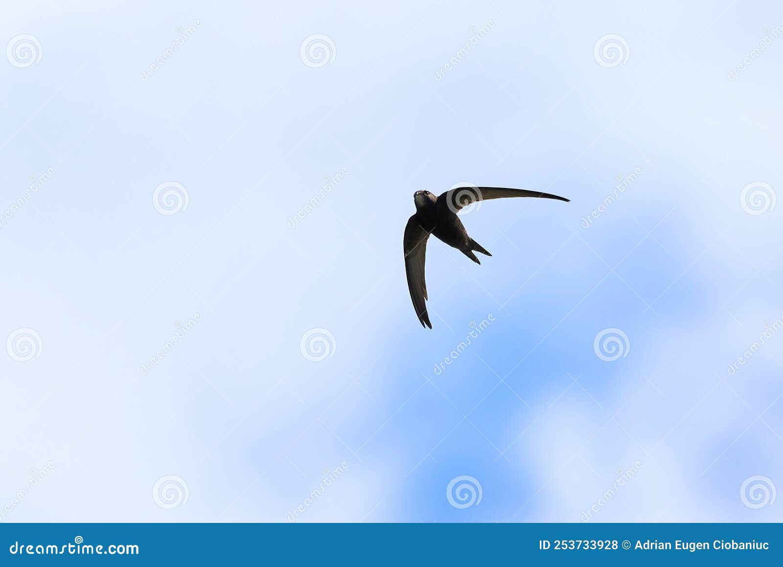 Common Swift Bird in Flight Stock Photo - Image of beak, blue: 253733928