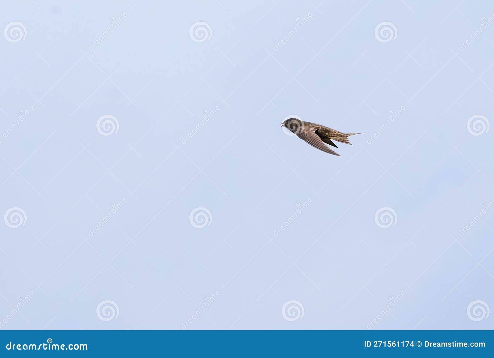 Common Swift Bird in Flight Stock Photo - Image of apus, wildlife ...