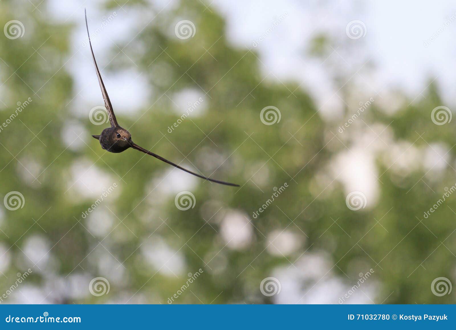 Common Swift Flies Against a Background of Trees Stock Photo - Image of ...