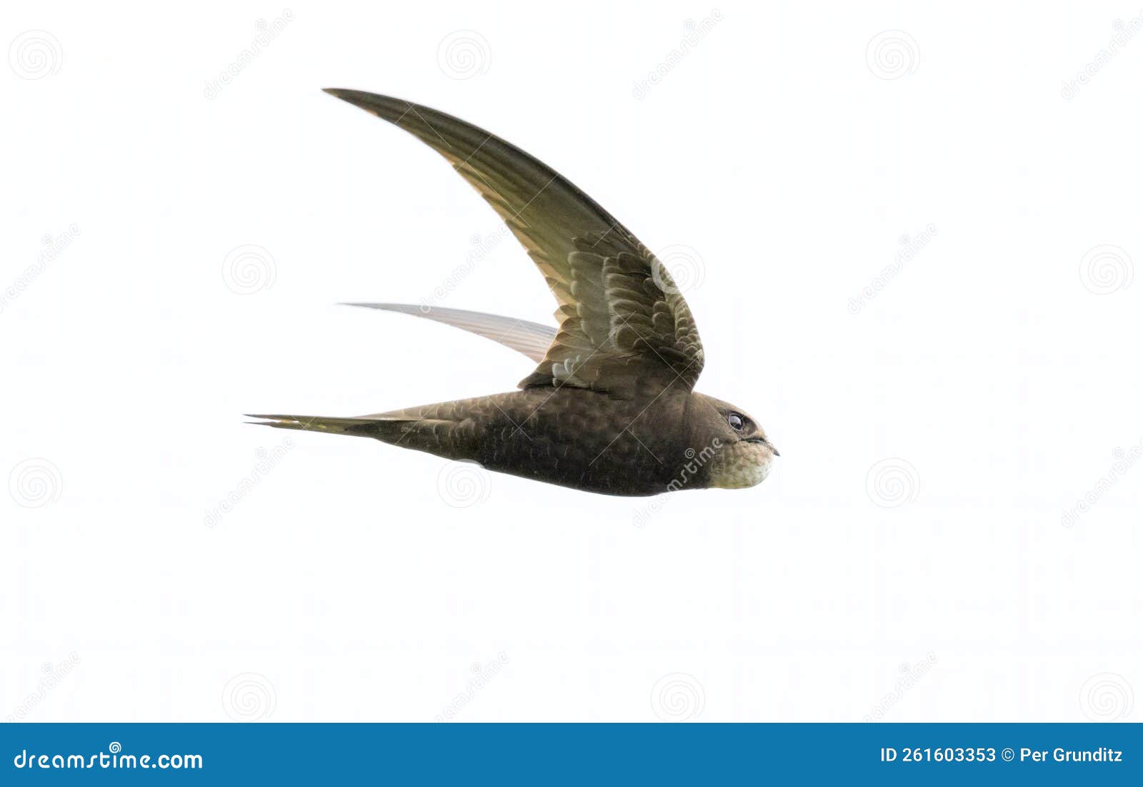 Common Swift in Flight Against Sky Stock Image - Image of flight, birds ...
