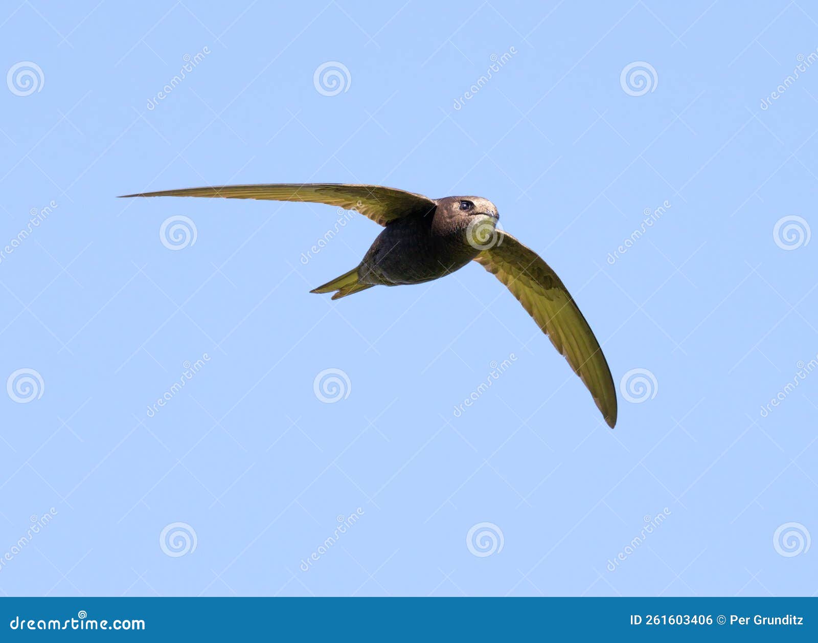 Common Swift in Flight Against Sky Stock Photo - Image of altitude ...