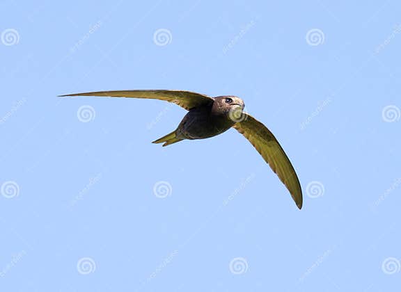 Common Swift in Flight Against Sky Stock Photo - Image of altitude ...