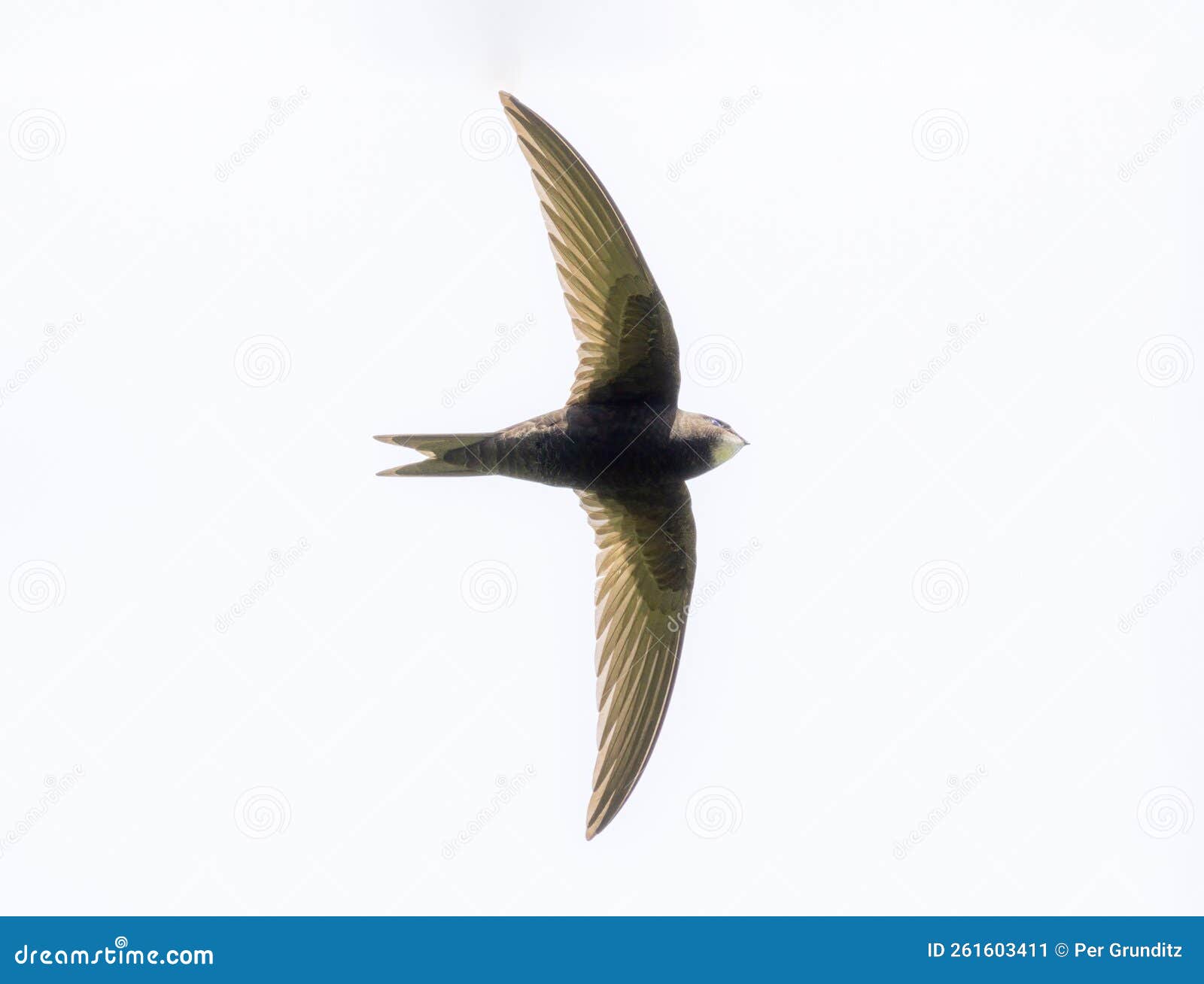 Common Swift in Flight Against Sky Stock Image - Image of wildlife ...