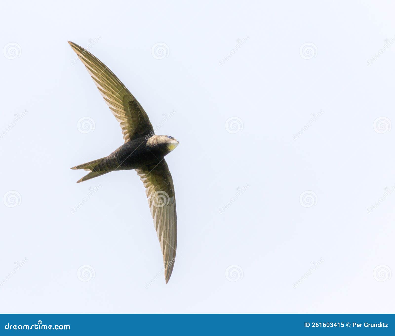 Common Swift in Flight Against Sky Stock Image - Image of blue, feather ...