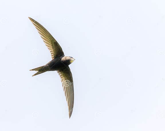 Common Swift in Flight Against Sky Stock Image - Image of blue, feather ...