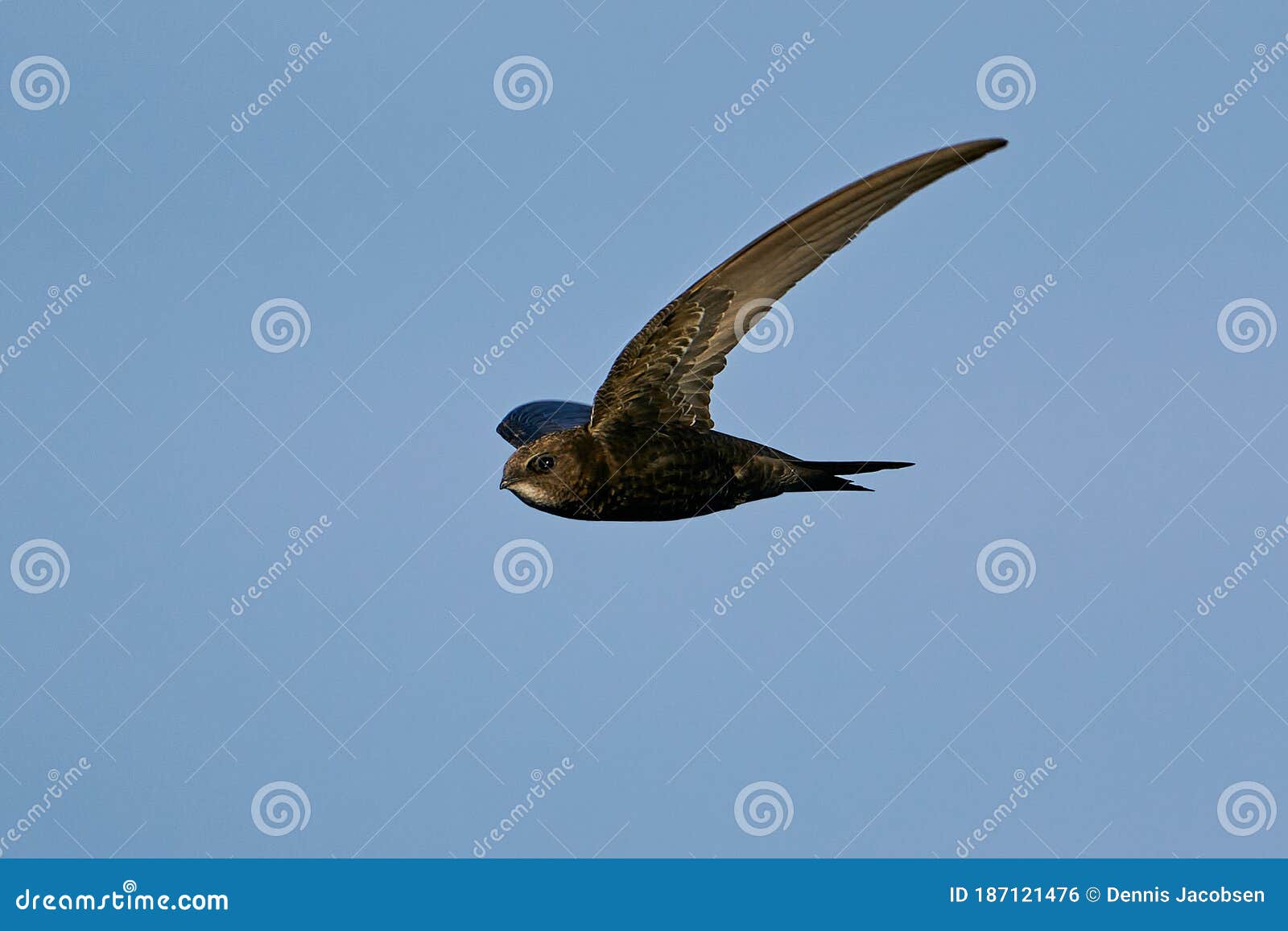 Common Swift Apus Apus Royalty-Free Stock Photography | CartoonDealer ...