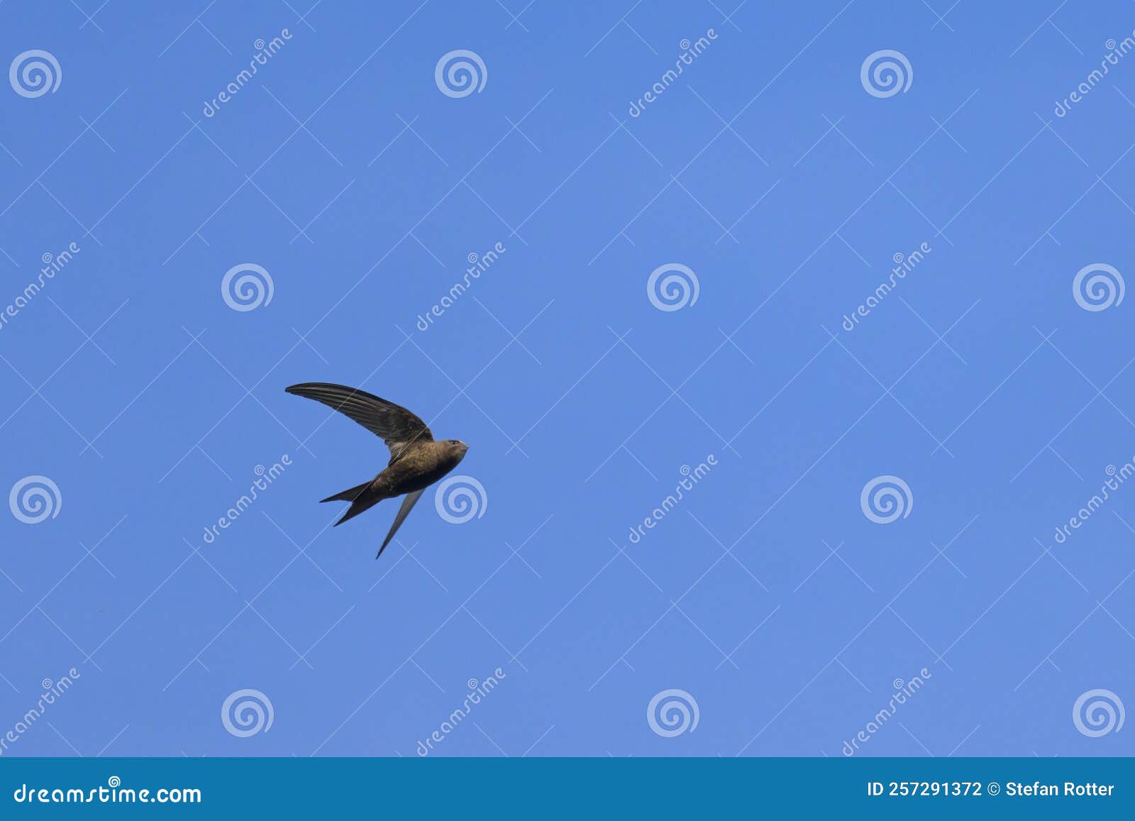 A Common Swift in Flight Blue Sky Stock Photo - Image of daylight ...