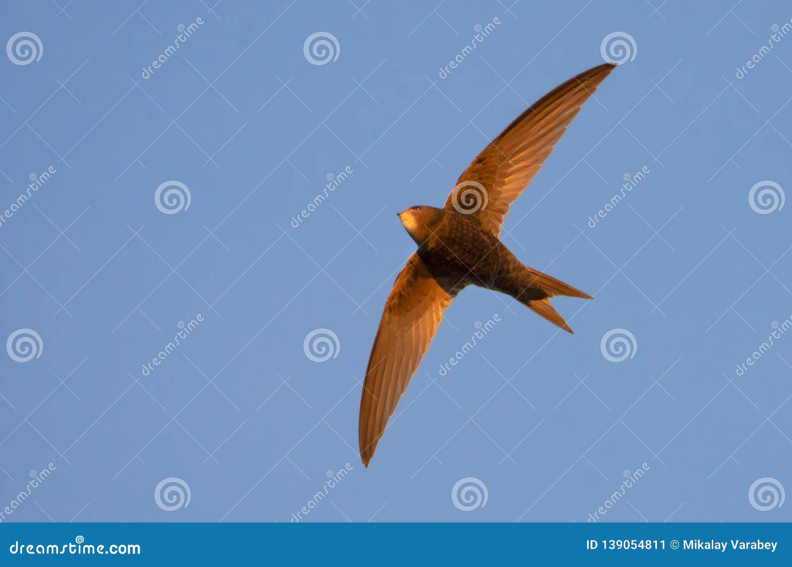 Common Swift Flies at the Evening Blue Sky Stock Image - Image of flies ...