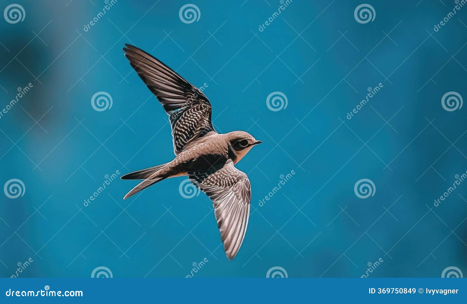 Swift Flying Hummingbird. Generate Ai Stock Image | CartoonDealer.com ...
