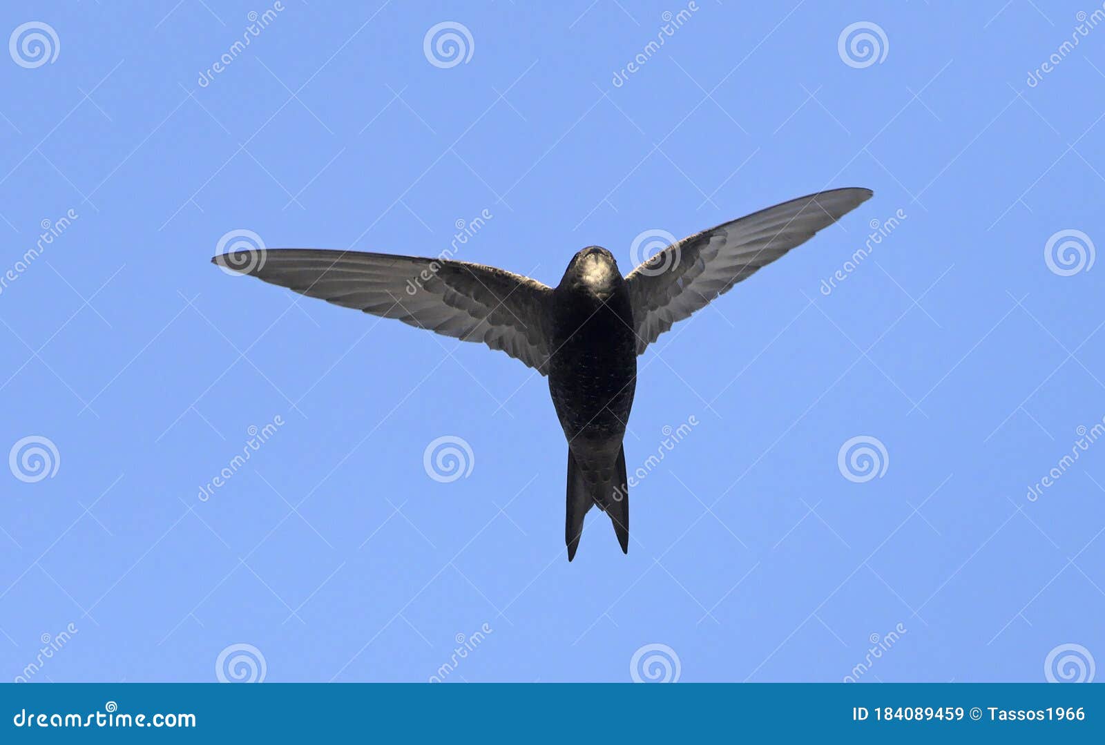 Common Swift, Greece stock image. Image of color, freedom - 184089459