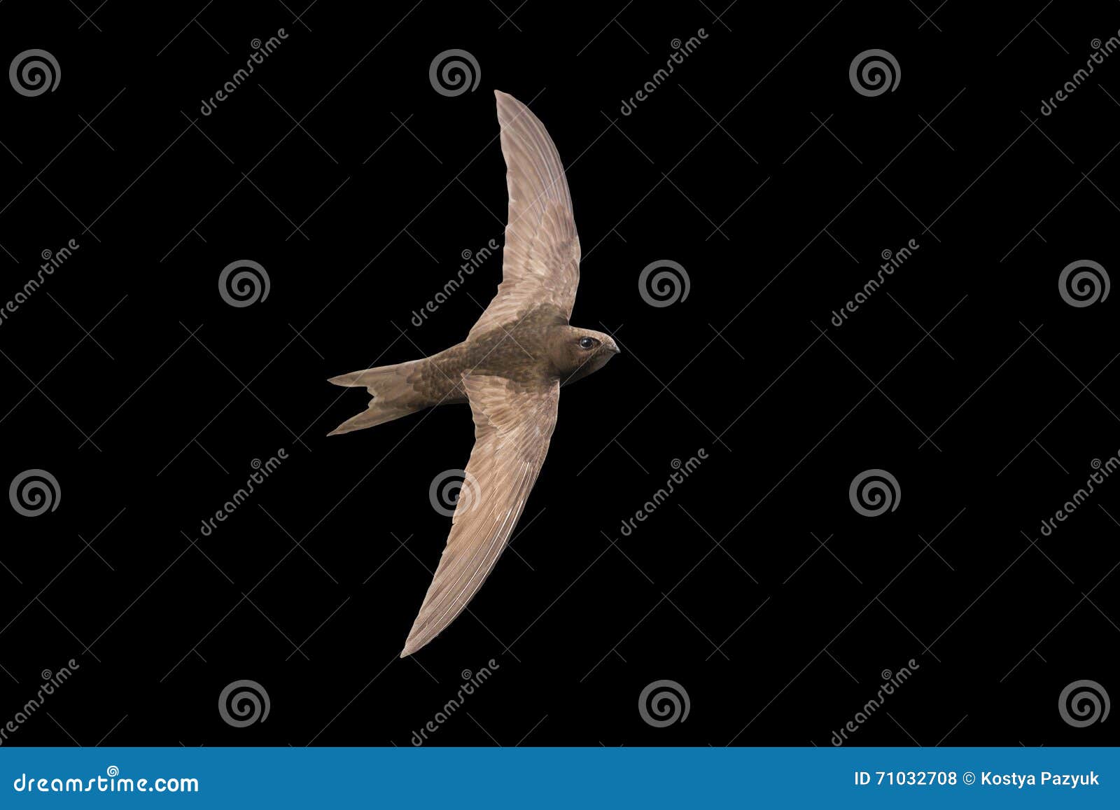 Common Swift, Isolated on Black Stock Photo - Image of hand, feather ...
