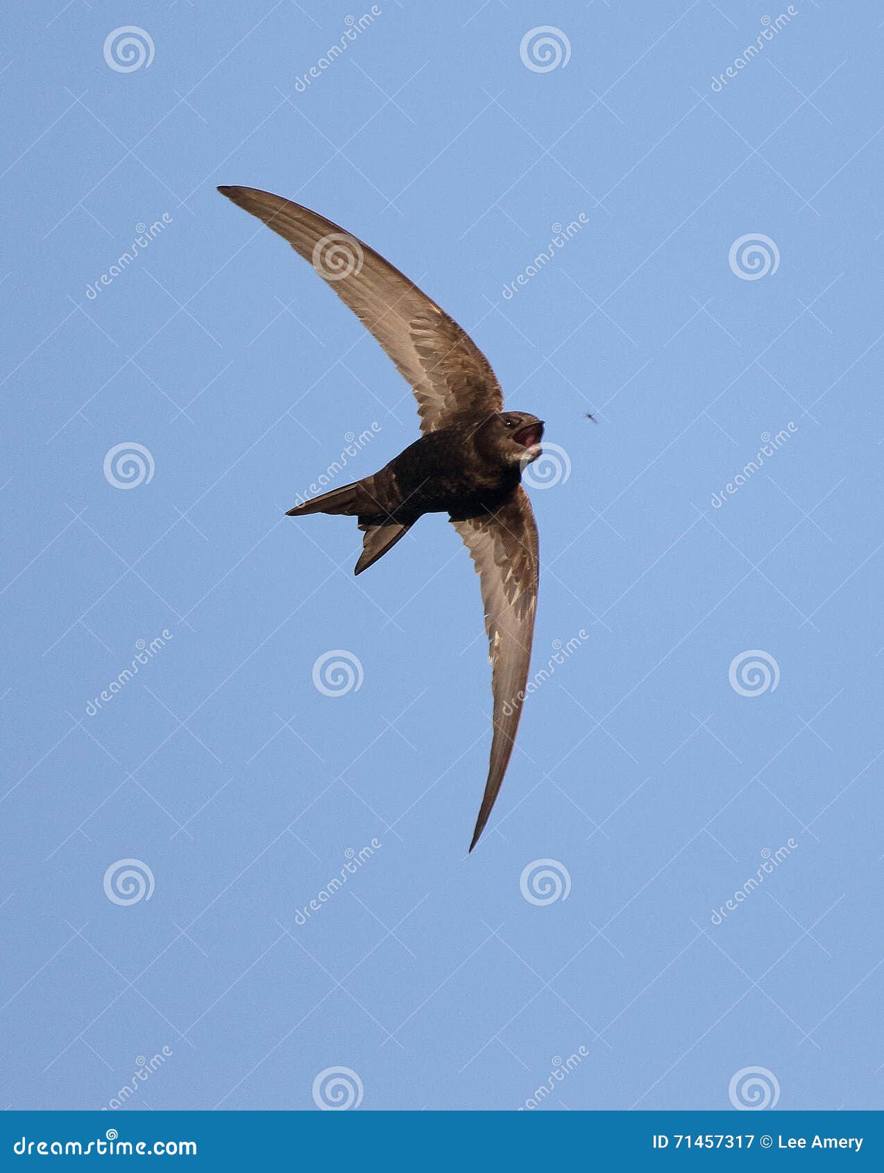 Common Swift stock image. Image of ornithology, feathers - 71457317