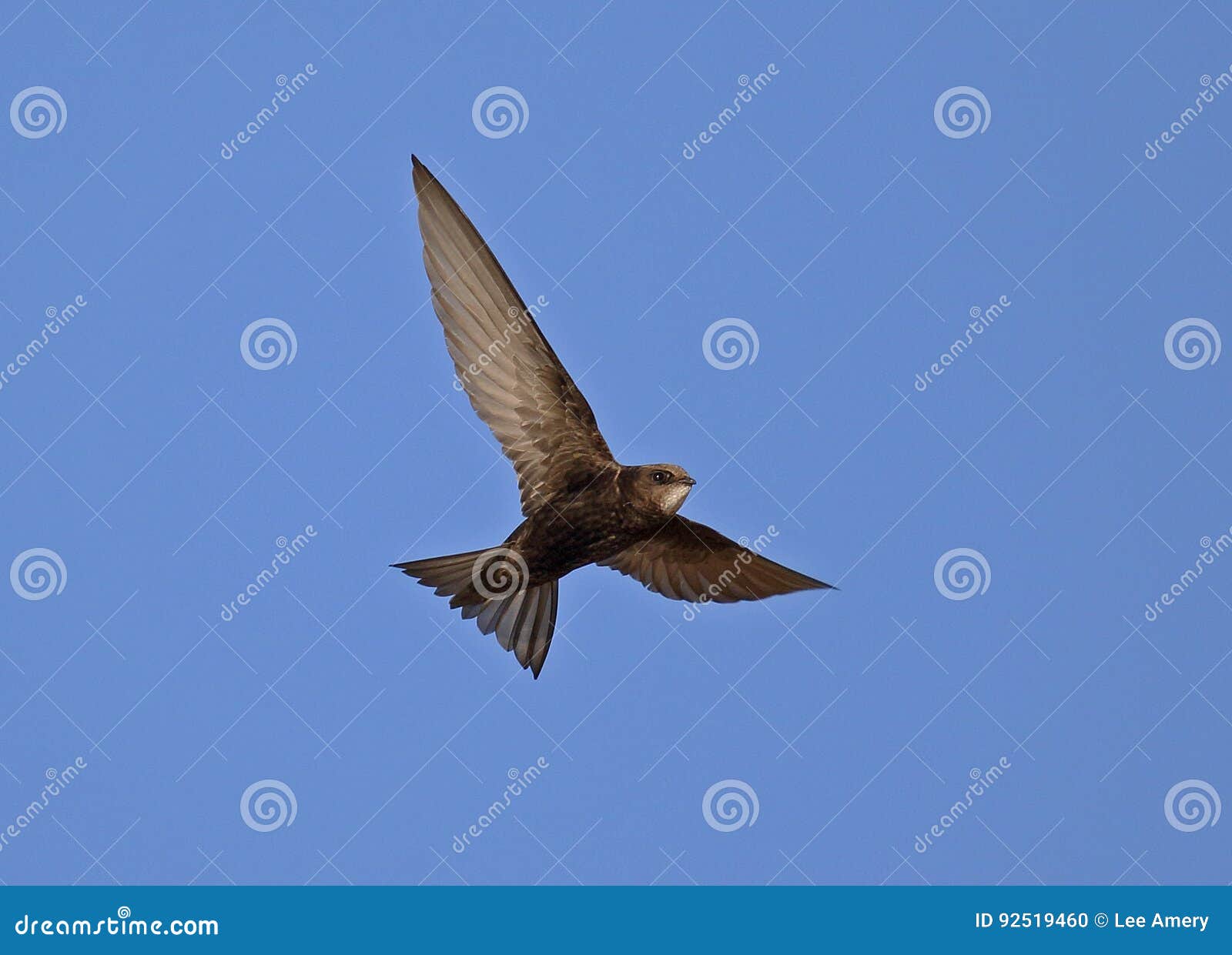 Common Swift stock photo. Image of male, blue, bird, common - 92519460