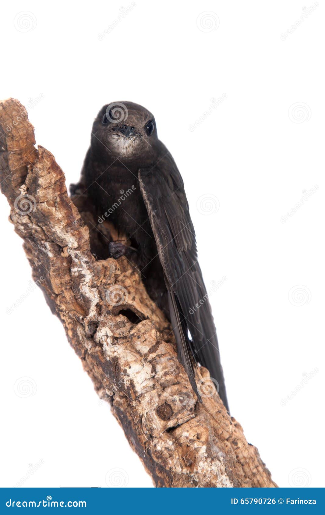 Common Swift on white stock photo. Image of insectivorous - 65790726