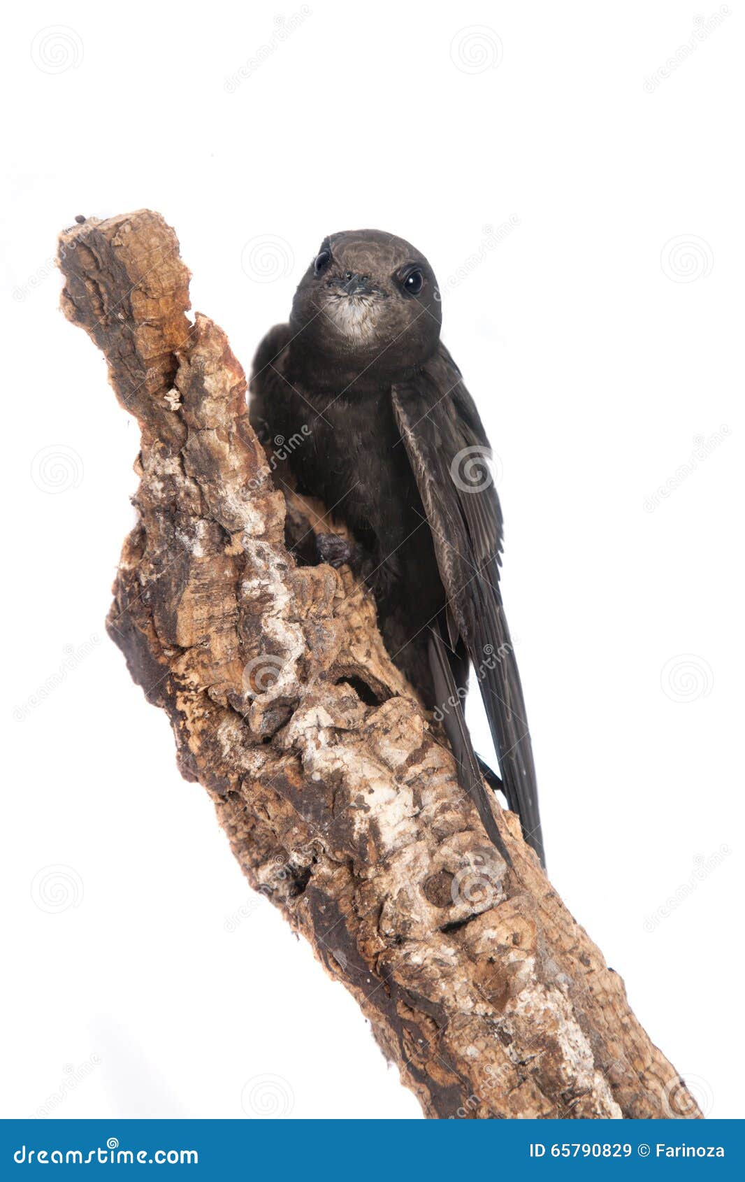Common Swift on white stock image. Image of nature, aves - 65790829