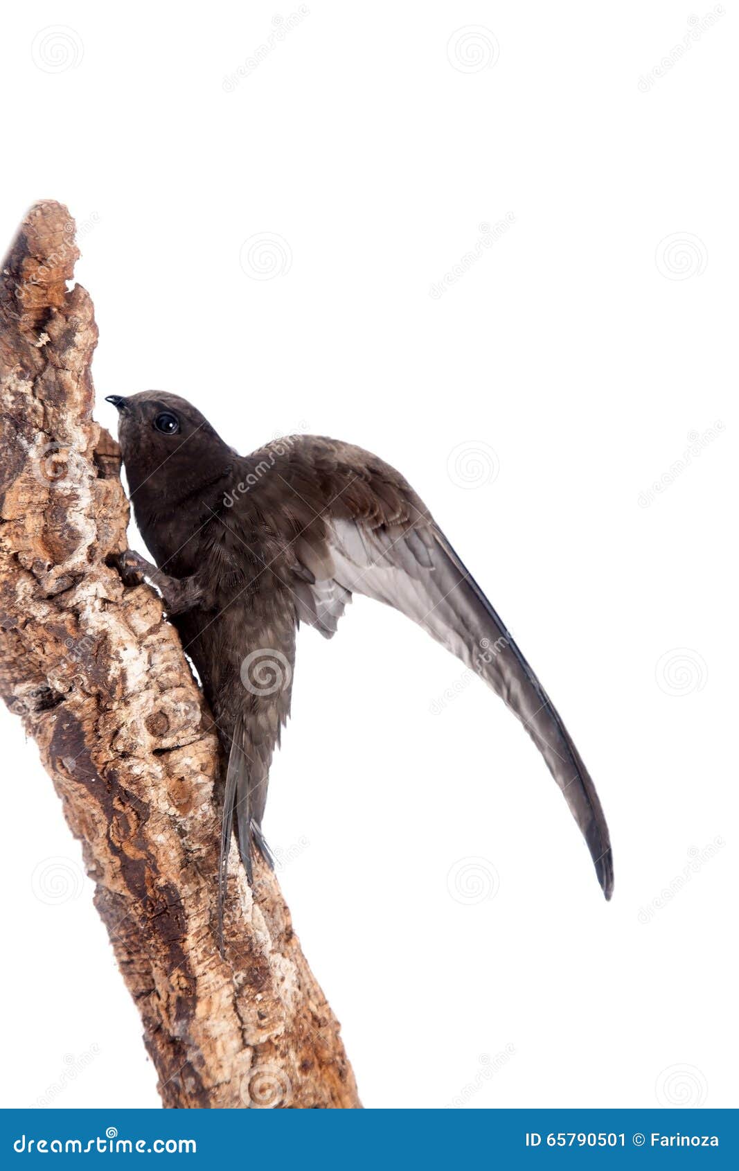 Common Swift on white stock image. Image of insectivorous - 65790501
