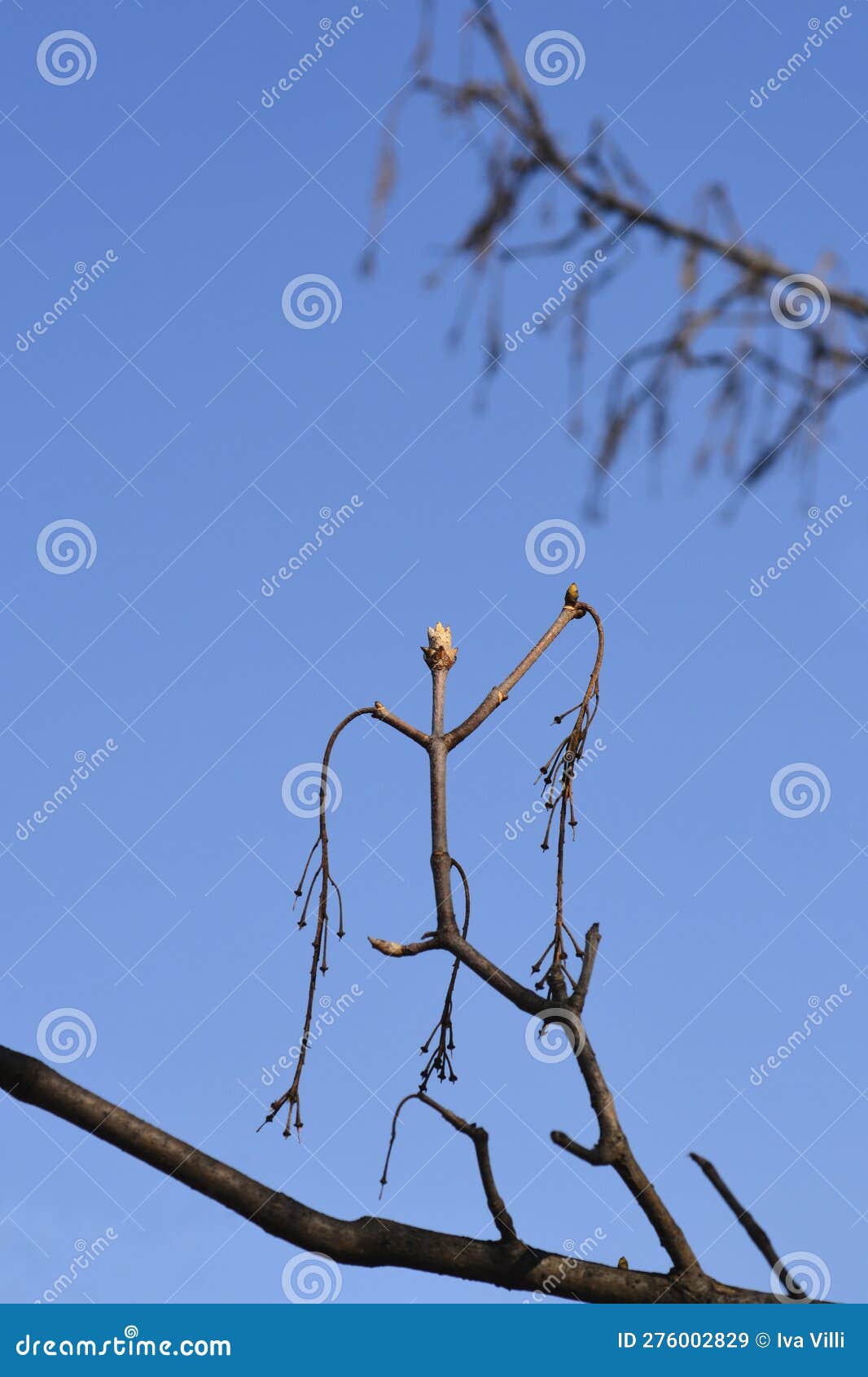 Common sycamore stock image. Image of branch, winter - 276002829