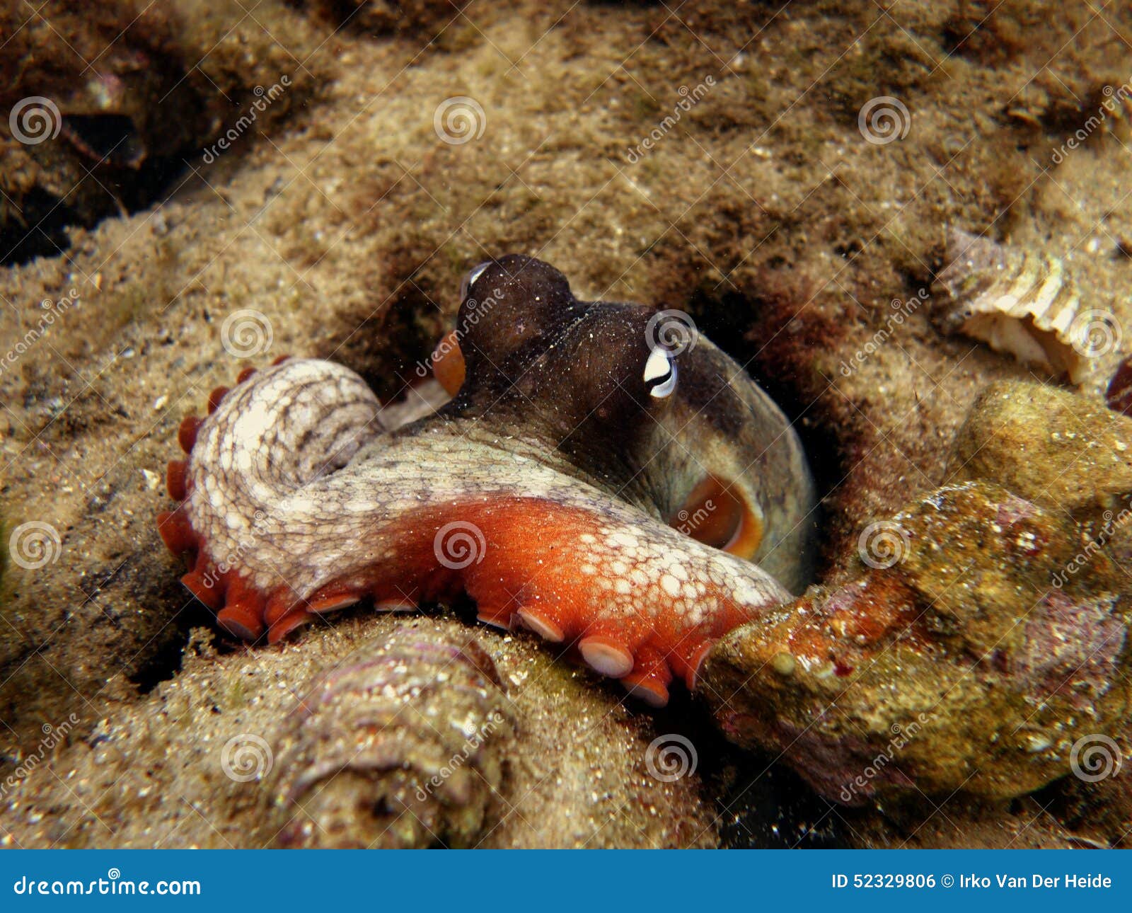 Common Sydney Octopus stock photo. Image of tetricus - 52329806