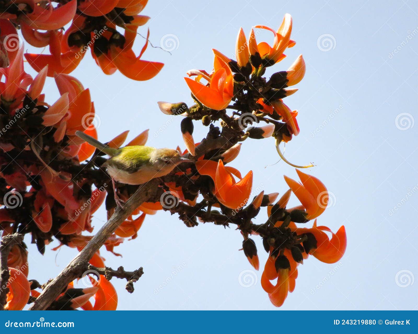 Common Tailor Bird (Orthotomus Sutorius) Royalty-Free Stock Photography ...