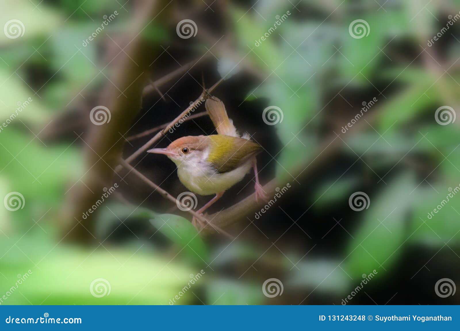 Common tailor bird stock photo. Image of bird, twigs - 131243248