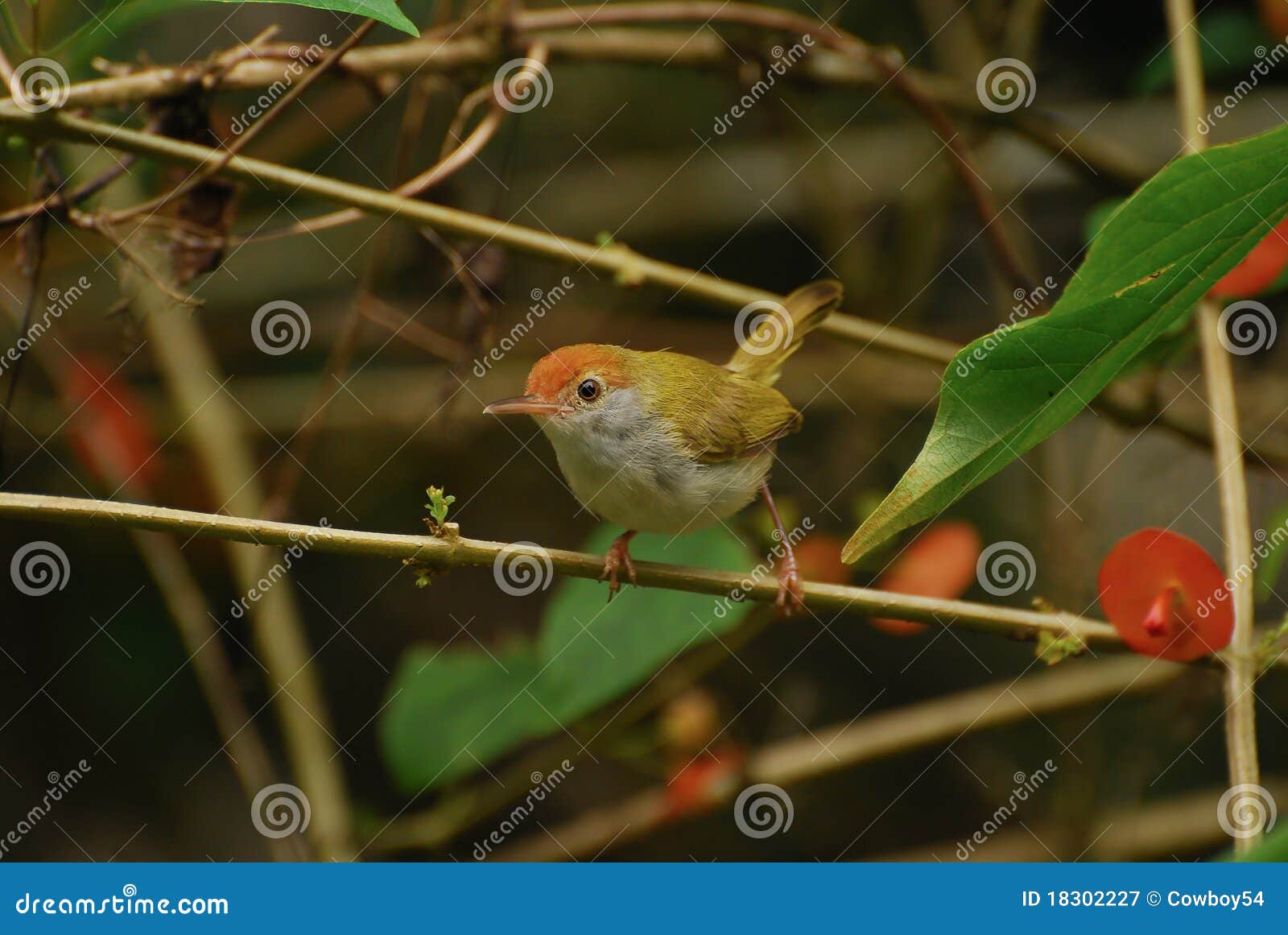 Common tailorbird stock image. Image of asian, avian - 18302227