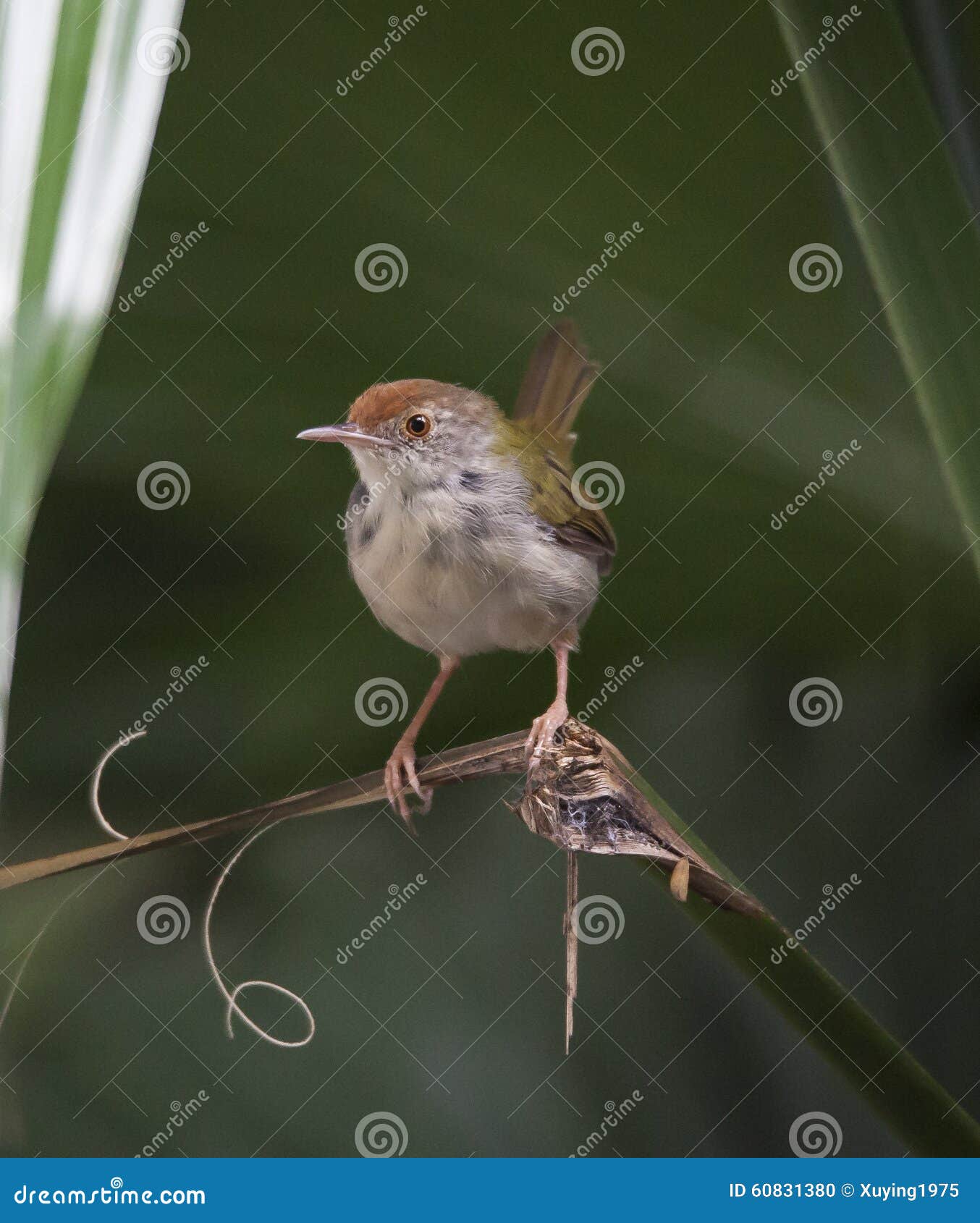 Common Tailorbird Royalty-Free Stock Photo | CartoonDealer.com #217464381